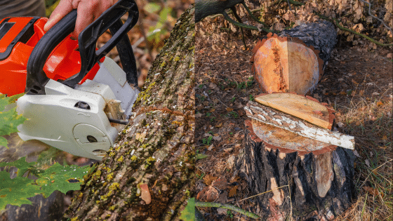 fallen trees | Sky Rye Design