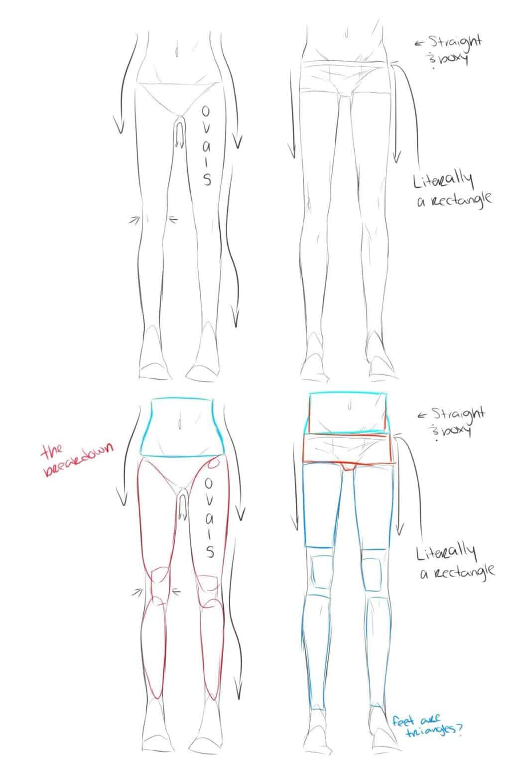 Leg Anatomy Drawing Ideas for Accurate Illustrations