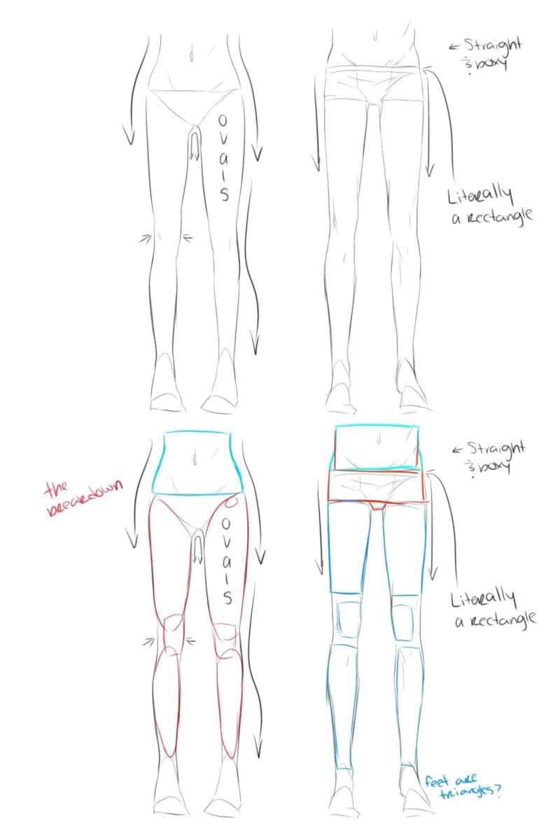 Leg Anatomy Drawing Ideas for Accurate Illustrations