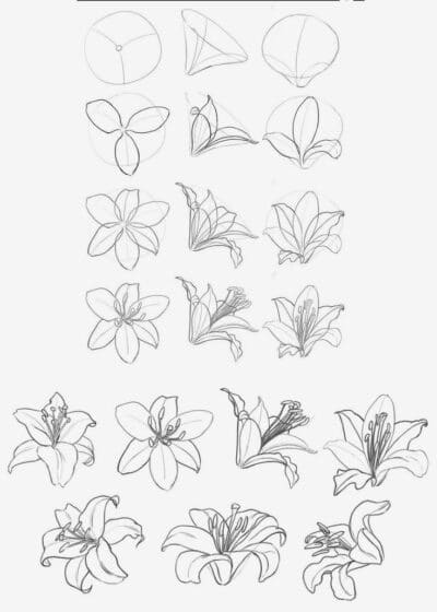 Discover How to Draw Beautiful Hawaiian Hibiscus Flowers