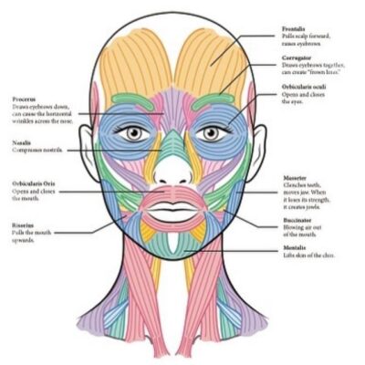 Enhance Your Drawing Skills: Face Anatomy Made Easy
