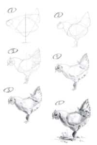 Chicken Drawing: 7 Pro Techniques to Master Avian Art