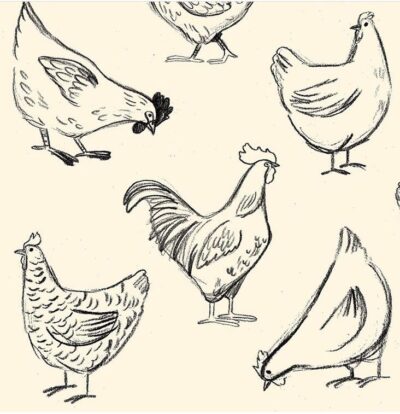 Chicken Drawing: 7 Pro Techniques to Master Avian Art