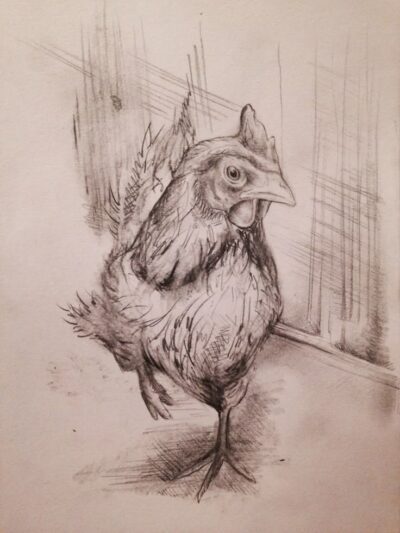Chicken Drawing: 7 Pro Techniques to Master Avian Art