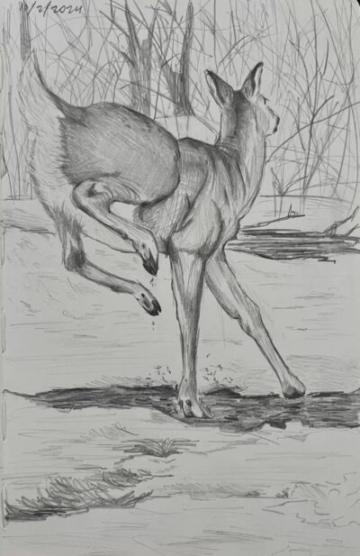 How to Draw Deer: Simple Steps for Beginners