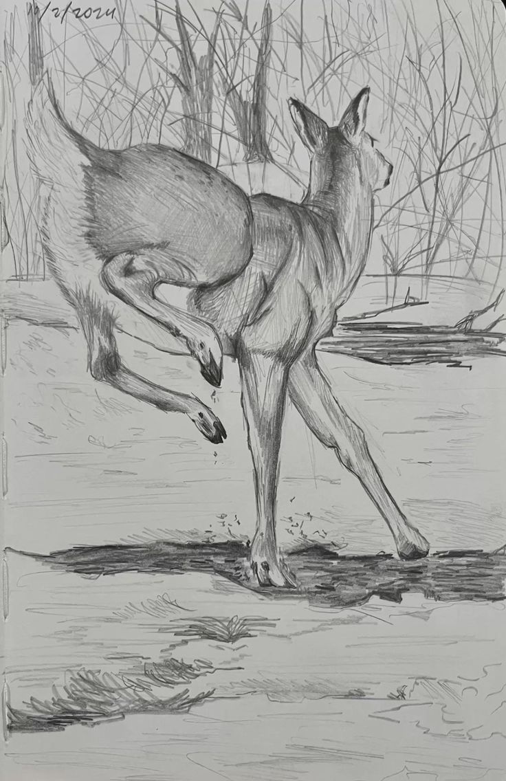How to Draw Deer: Simple Steps for Beginners