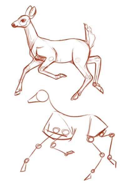 How to Draw Deer: Simple Steps for Beginners