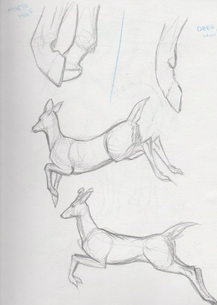 How to Draw Deer: Simple Steps for Beginners