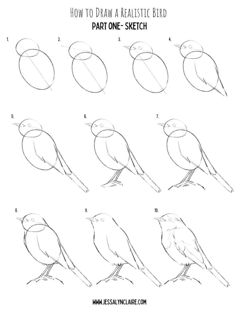 Discover the Secrets on How to Draw Realistic Birds