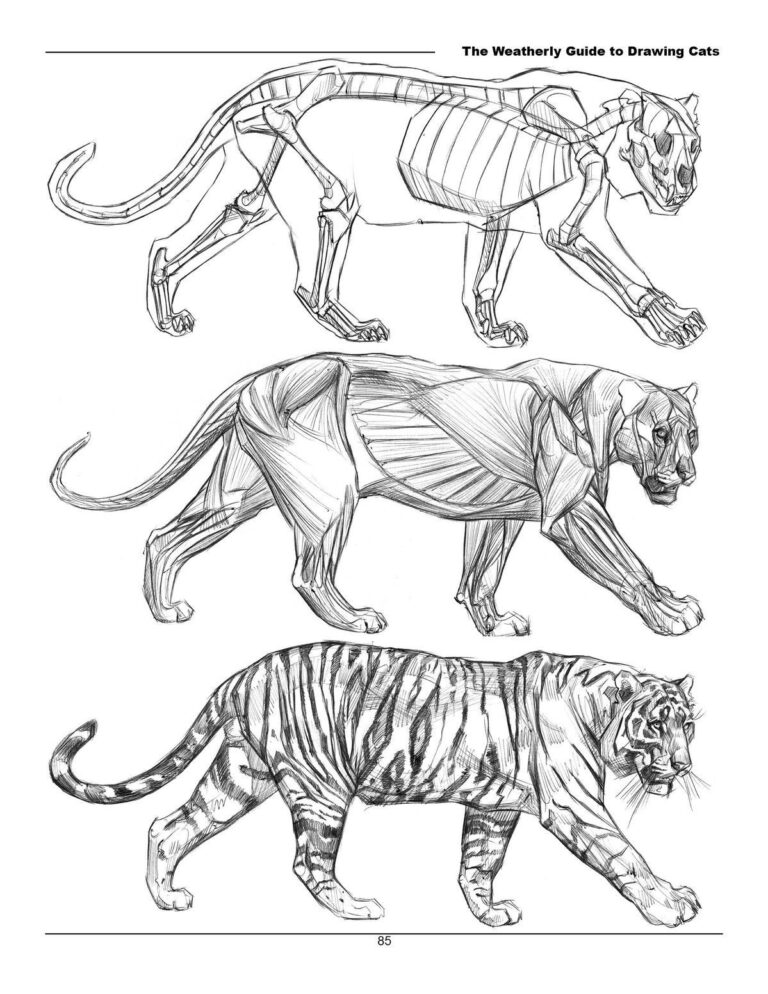 How to Draw Realistic Animals Step by Step Without Mistakes