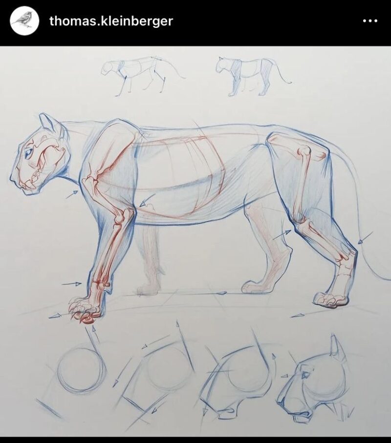 How to Draw Realistic Animals Step by Step Without Mistakes