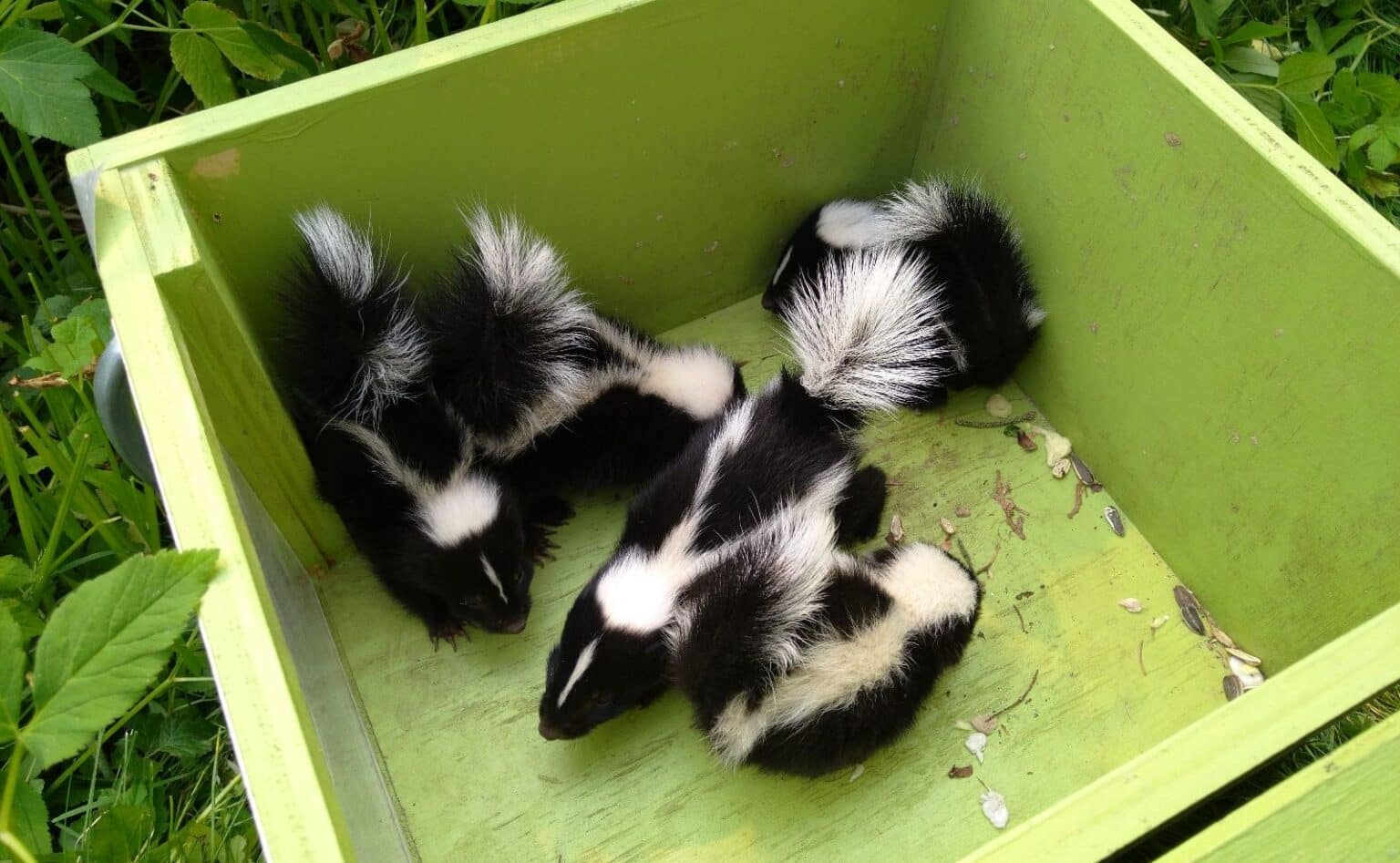 Prevent Skunk Intrusions: Proven Tips for Los Angeles Homes