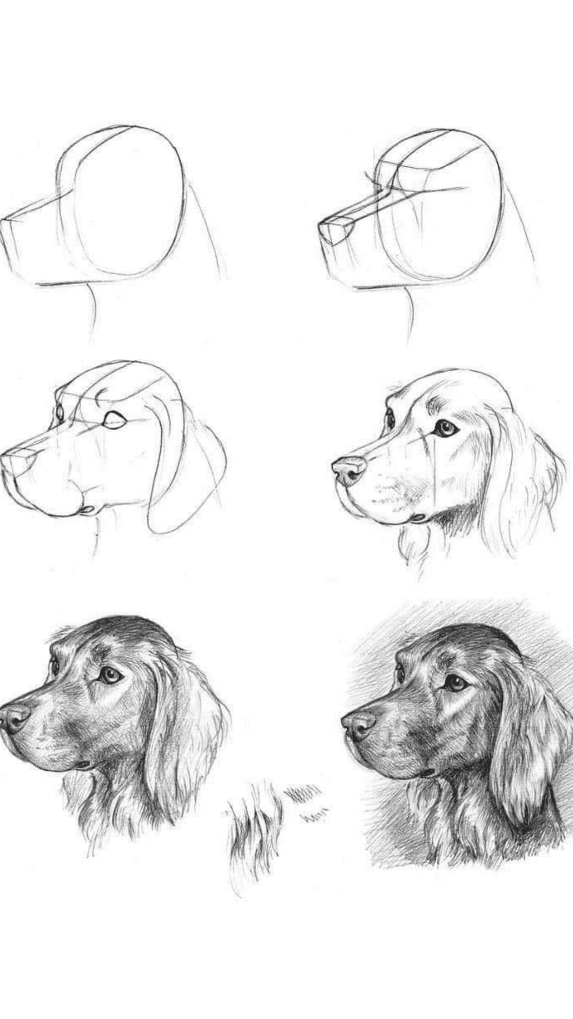 How to Sketch Realistic Animals That Wow Everyone | Sky