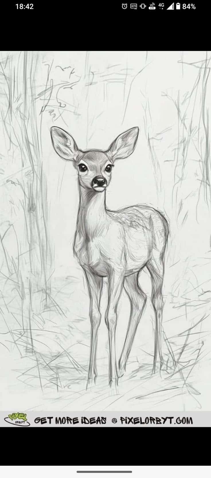 How to Draw Deer: Simple Steps for Beginners