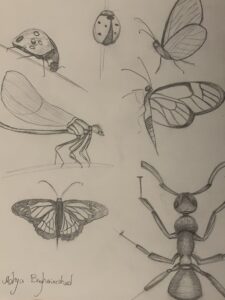 Learn How to Draw Insects: Fun & Simple Steps
