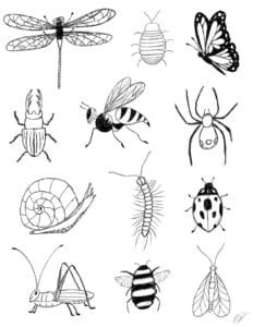Learn How to Draw Insects: Fun & Simple Steps