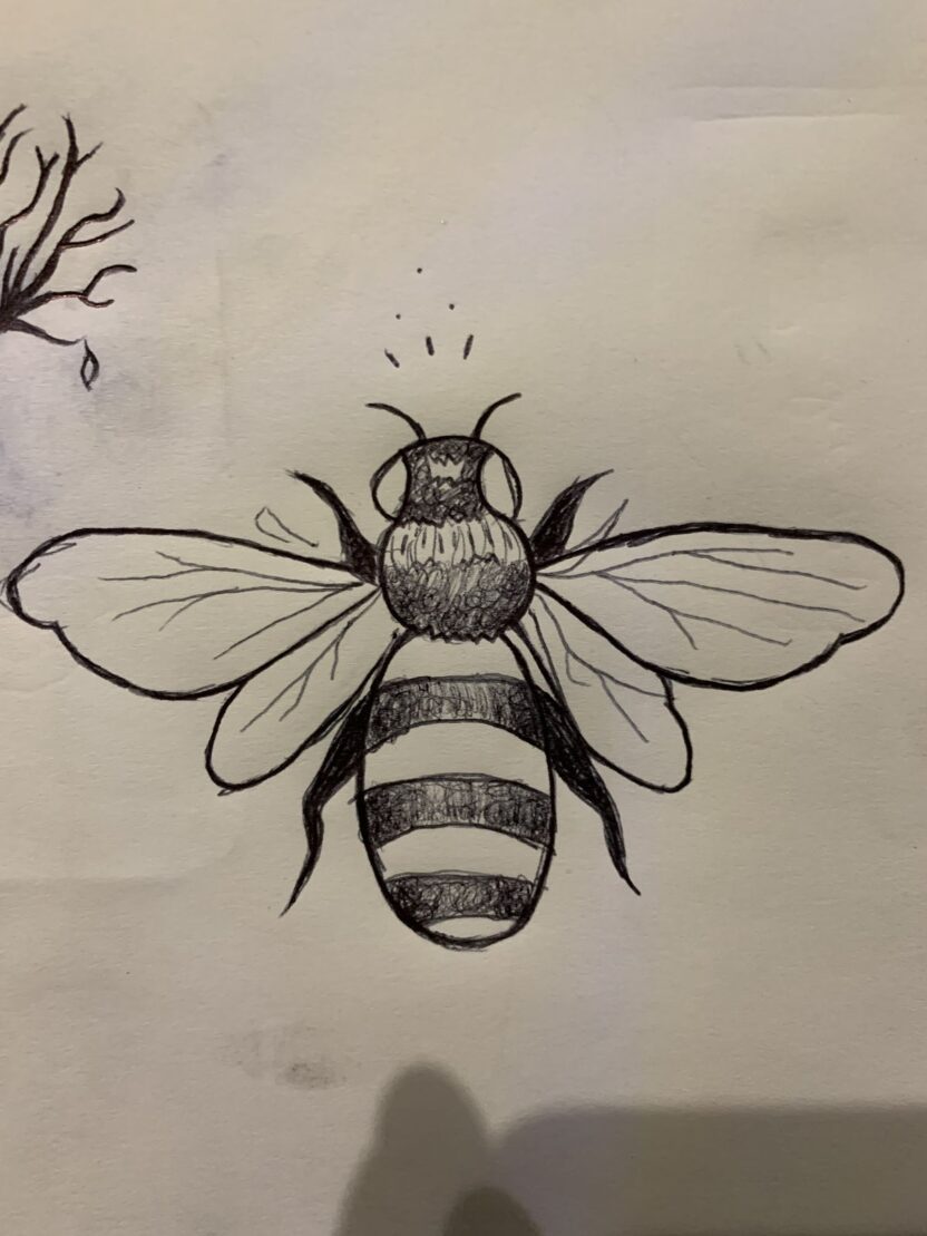 Learn How to Draw Insects: Fun & Simple Steps