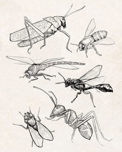 How to Draw Insects: Easy Step-by-Step Sketching Guide