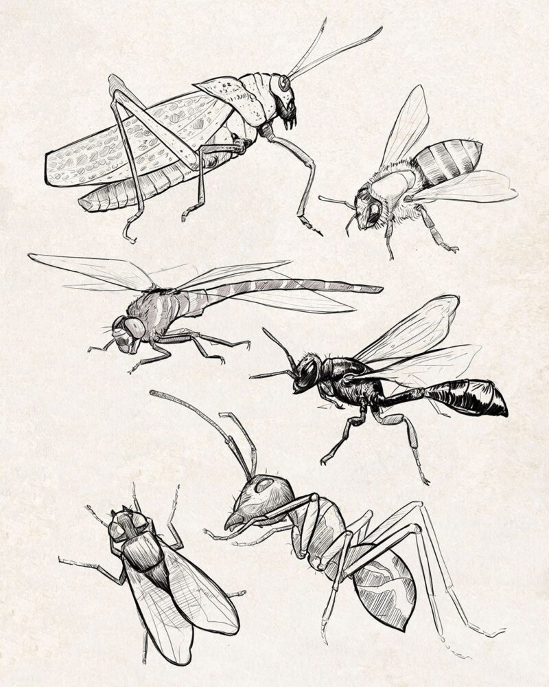 Learn How to Draw Insects: Fun & Simple Steps