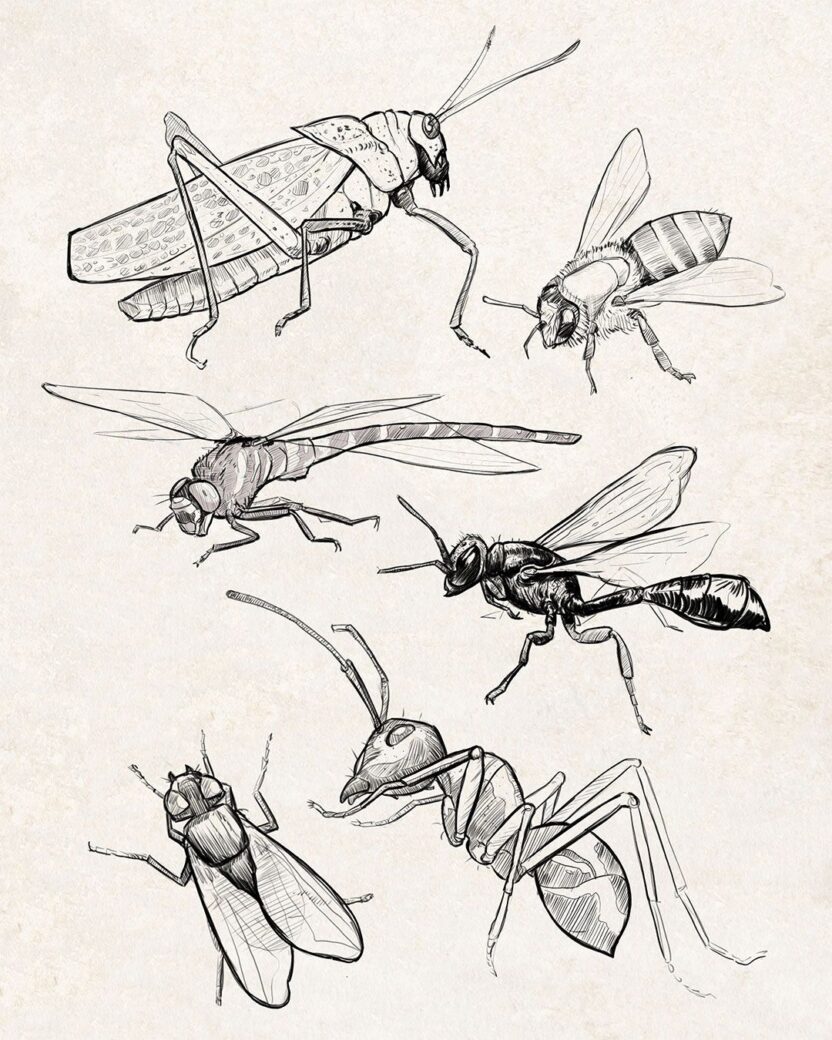 Learn How to Draw Insects: Fun & Simple Steps