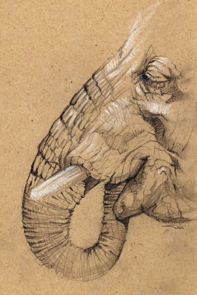 Draw Animals Like a Pro: Simple Steps & Texture Tips