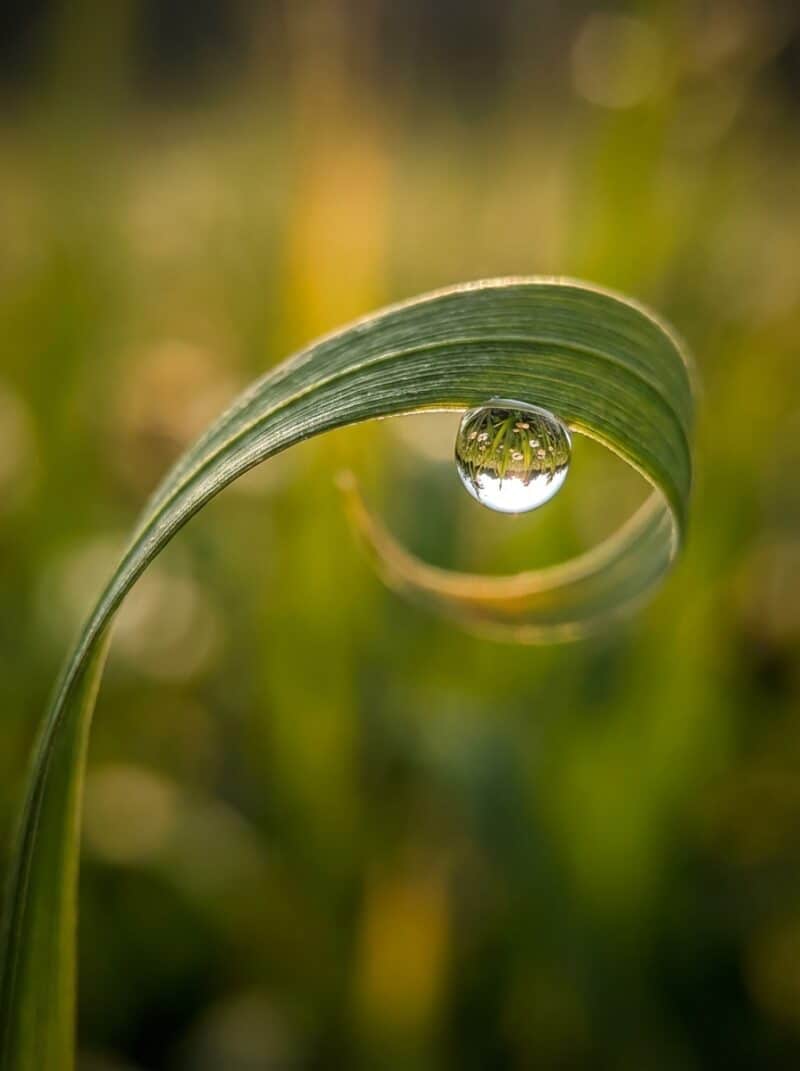 Amazing Macro Photography Ideas You Can Try Today