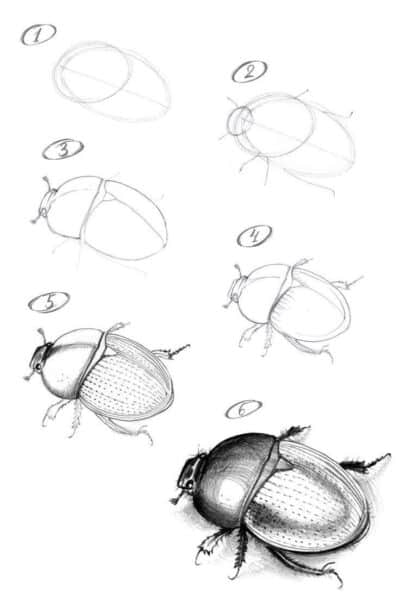 How to Draw Insects: Easy Step-by-Step Sketching Guide