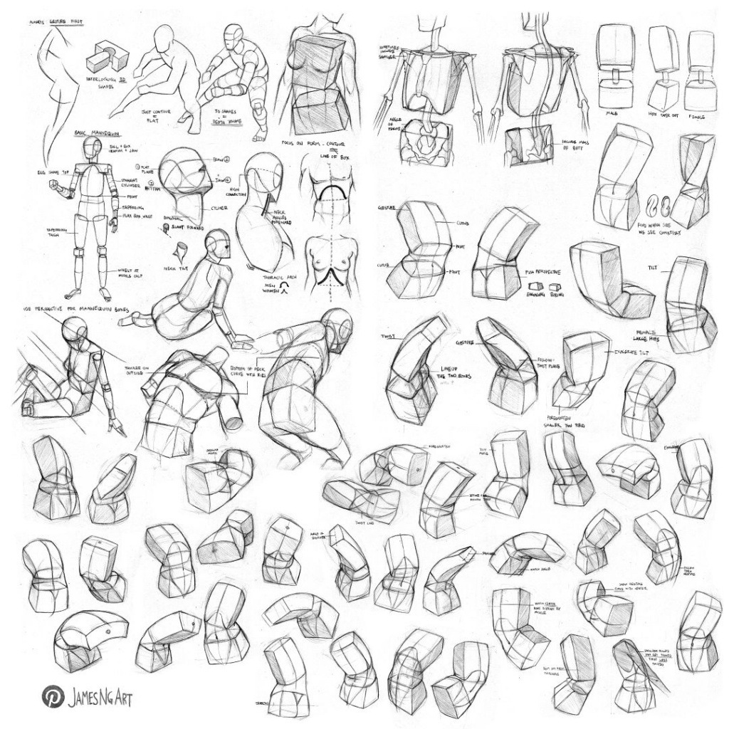 Male vs Female Body Proportions for Artists (Drawing Guide)
