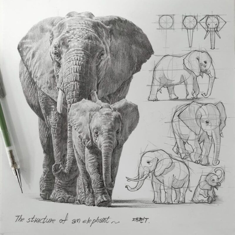 How to Draw an Elephant That Actually Looks Real (2026)